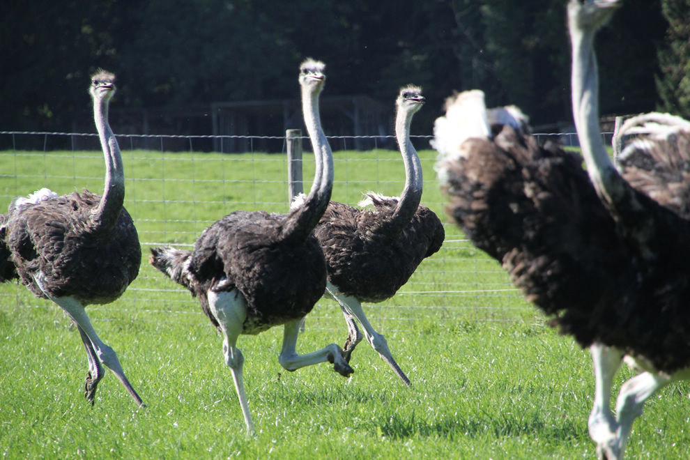 Eberle - Die Straussenfarm - Straussenfleisch, Straussenfarm ...